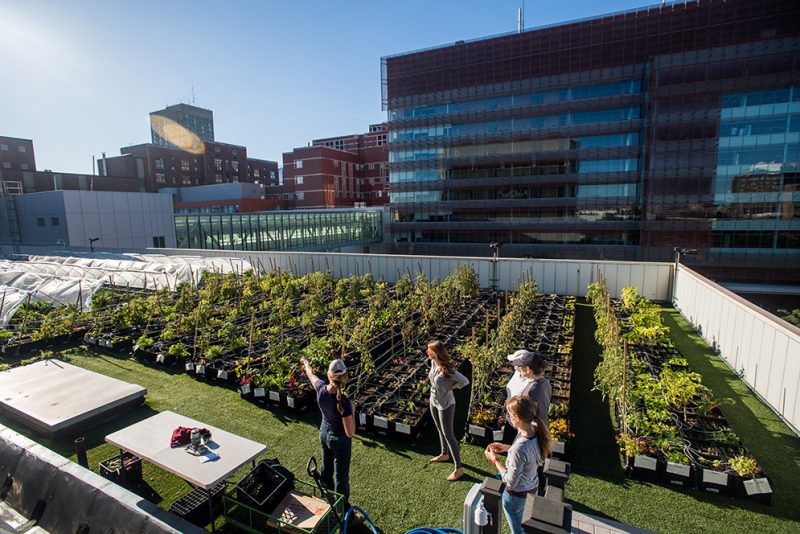 Urban Farming Takes To The Rooftops