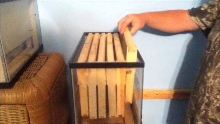 Save The Bees! Build Your Own Hive!