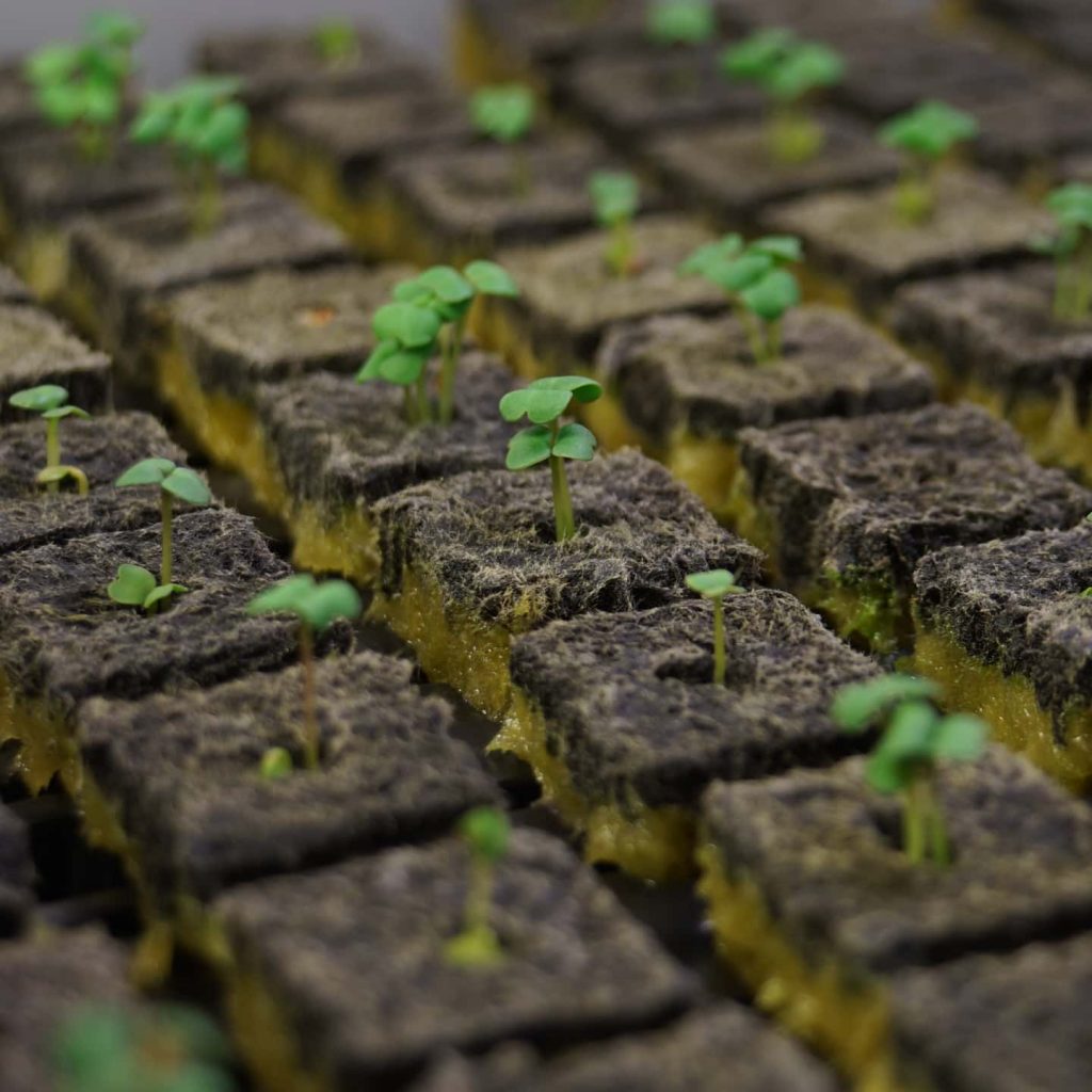 Learning How To Grow Food on Mars Helps Scientists Improve Farming on Earth