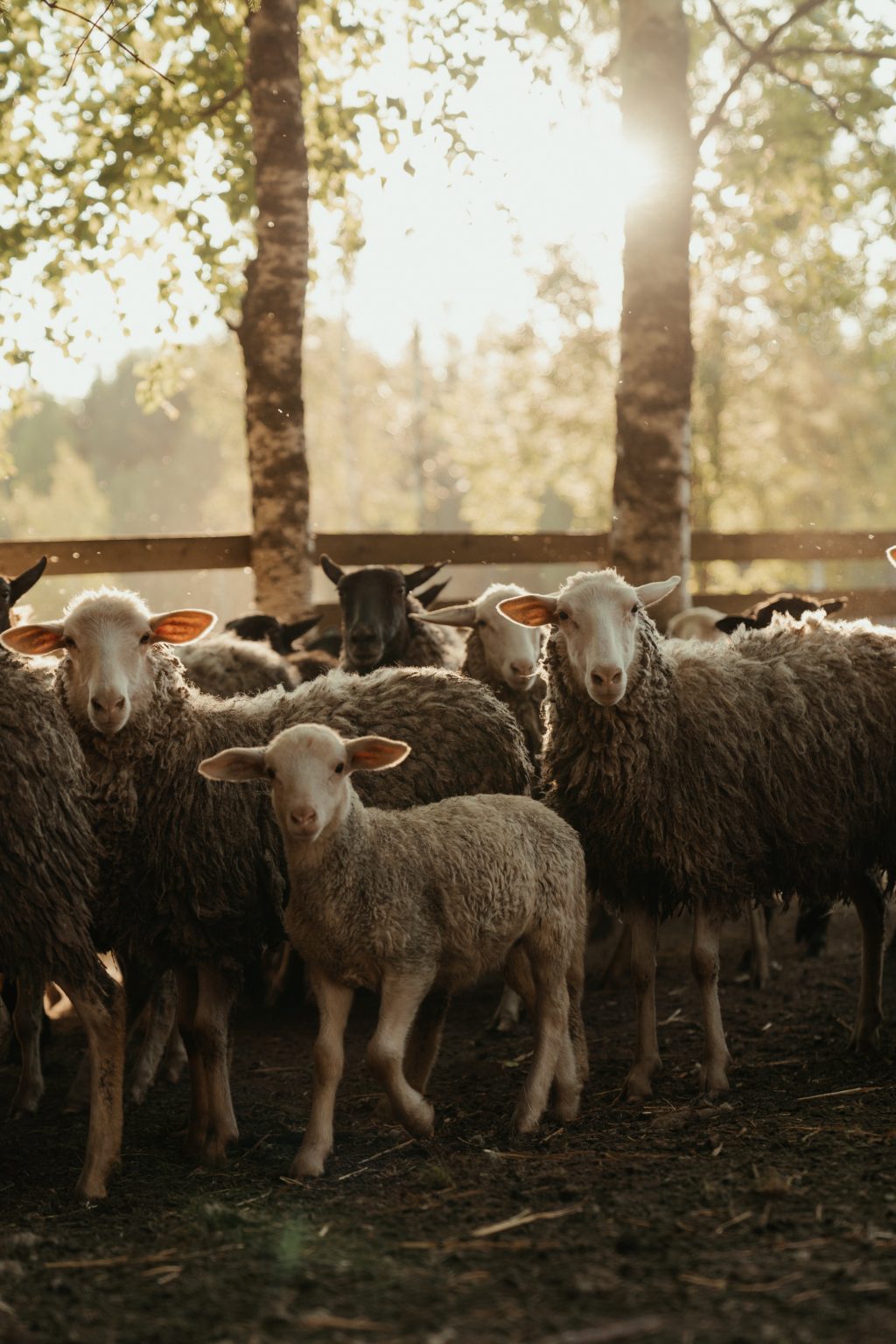 Top 6 Tips for Successful Sheep Farming