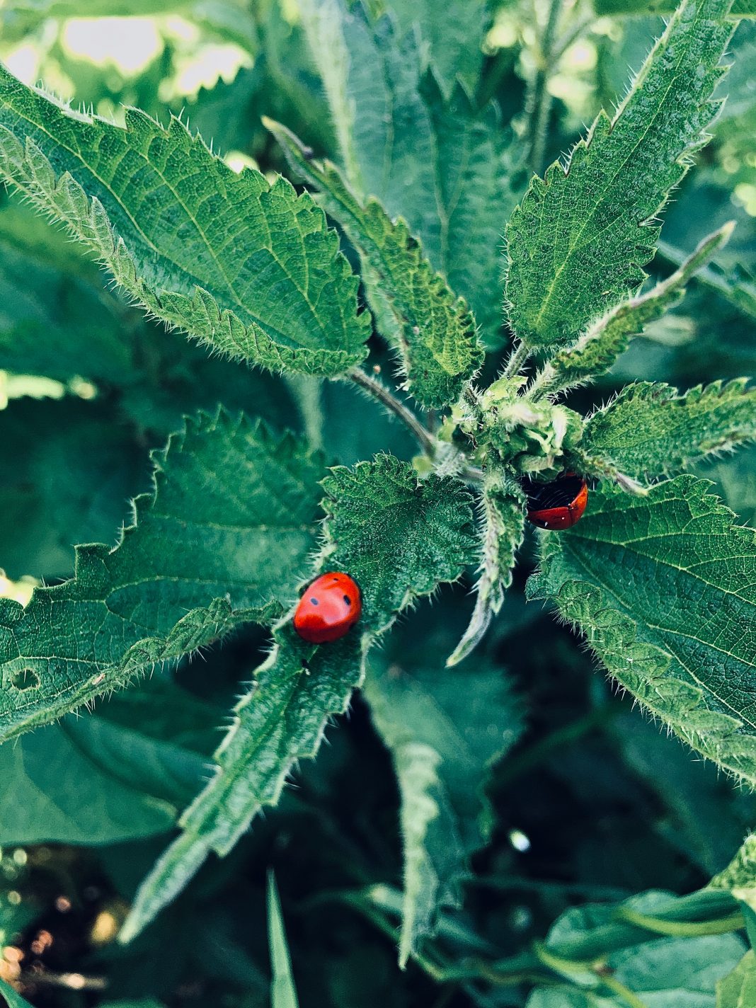 Natural Approaches to Plant Protection: Organic and Biological Methods ...
