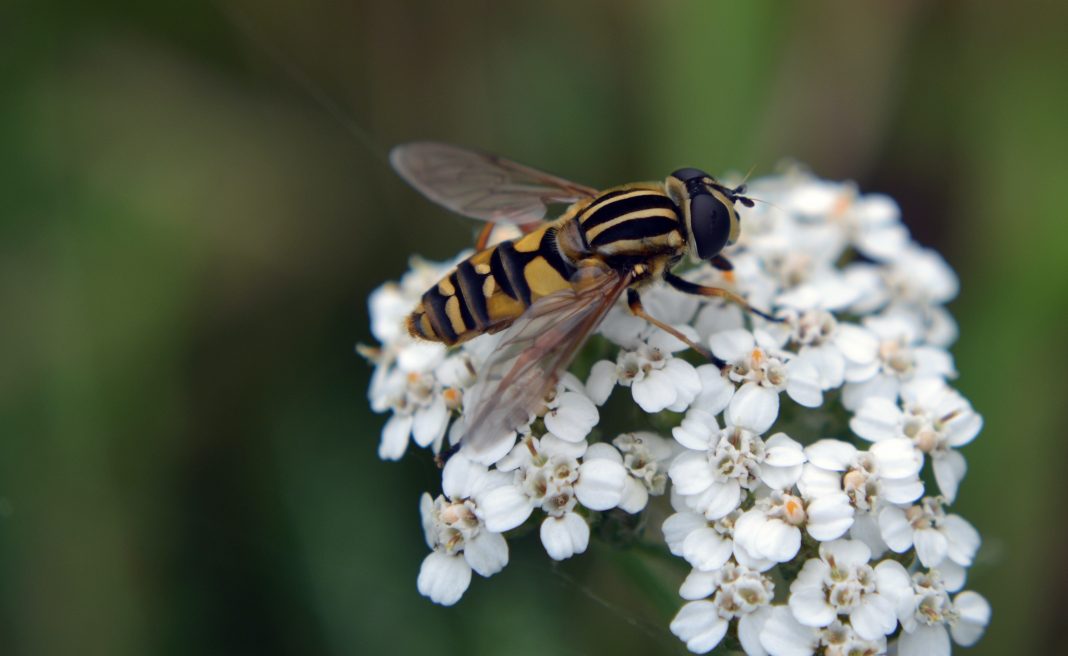 Bugs and Benefits: The Role of Insects in Sustainable Agriculture