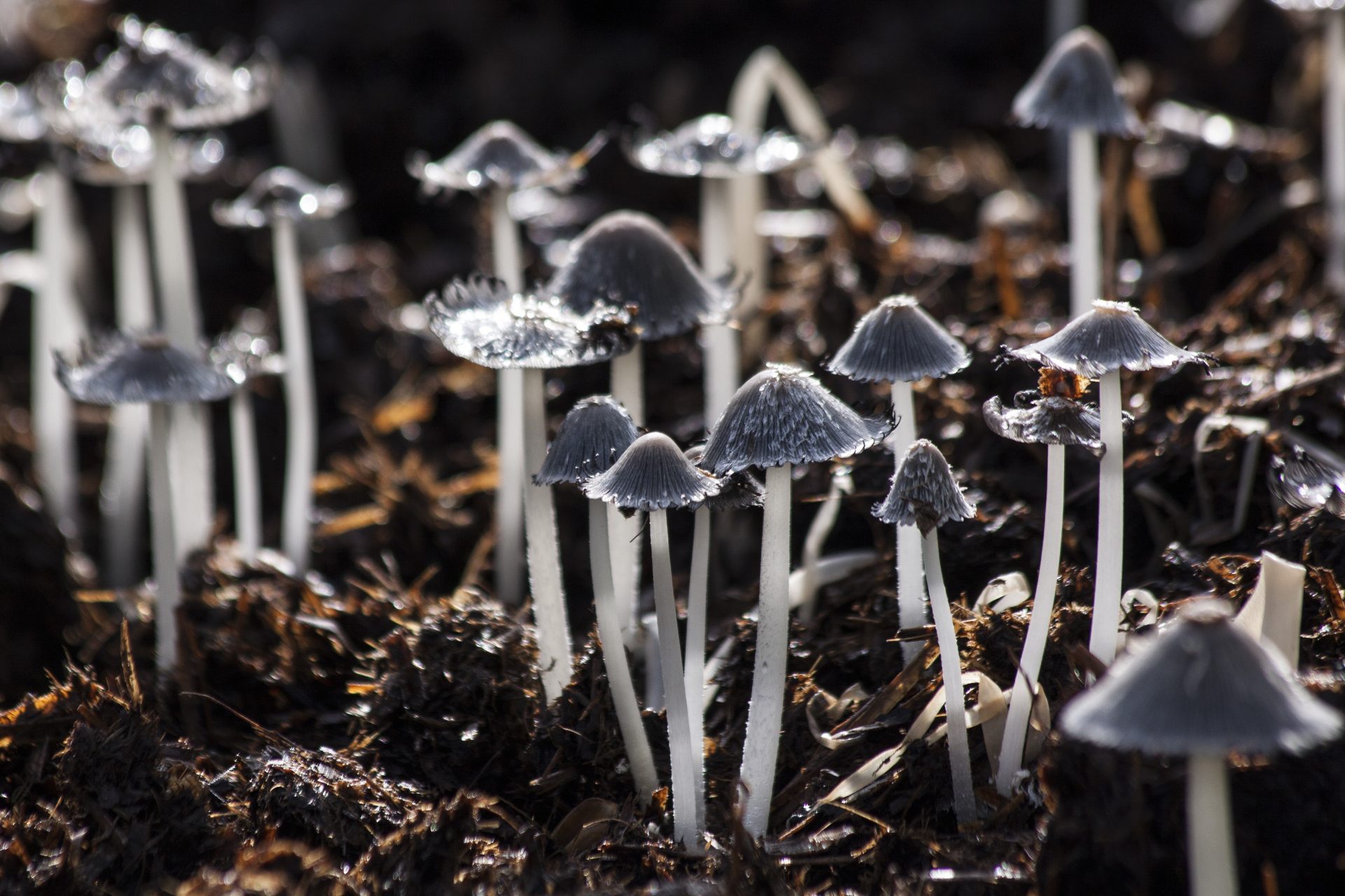 Introduction to Mushroom Cultivation: Basic Concepts and Methods