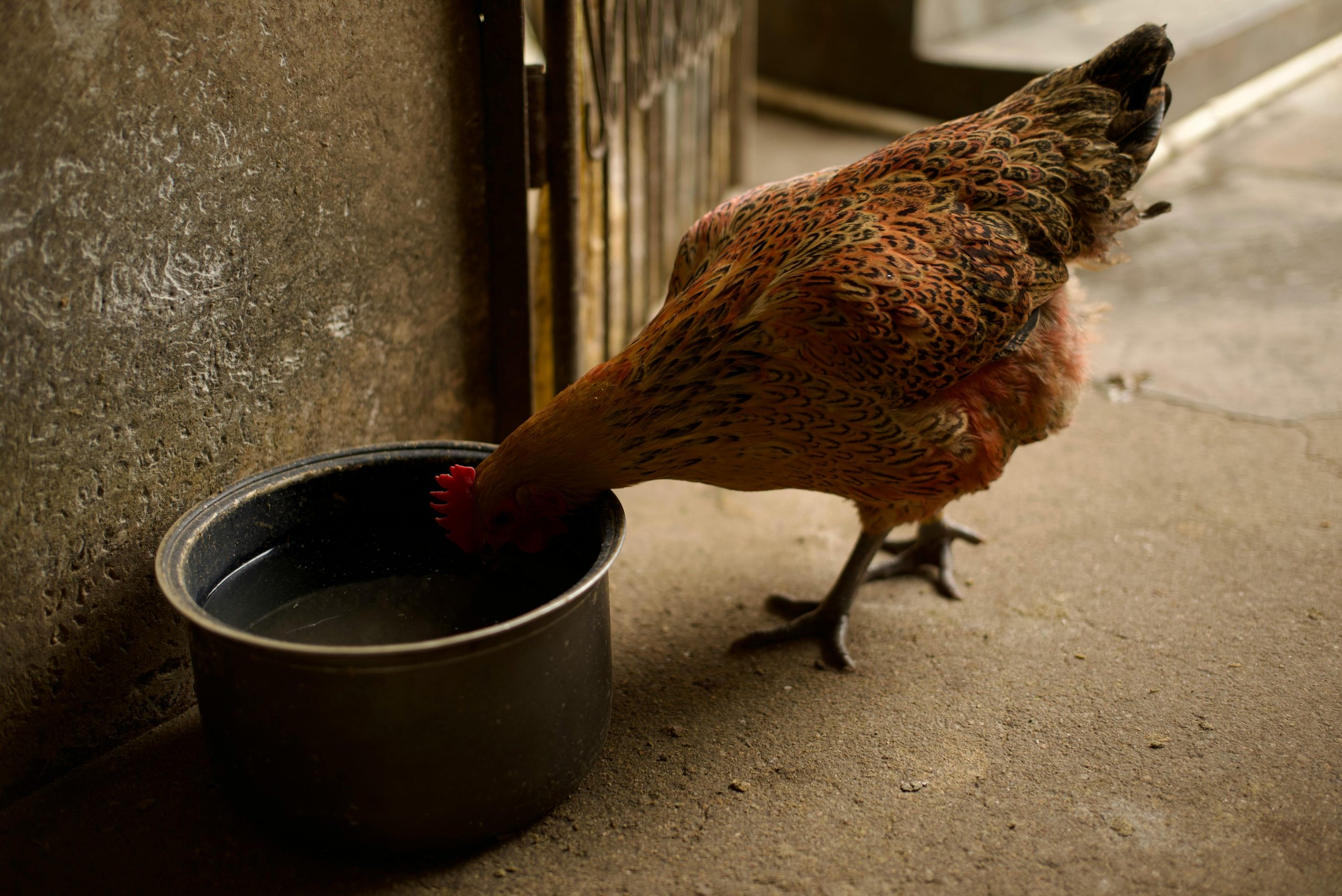 6 Ways To Keep Chicken Water From Freezing